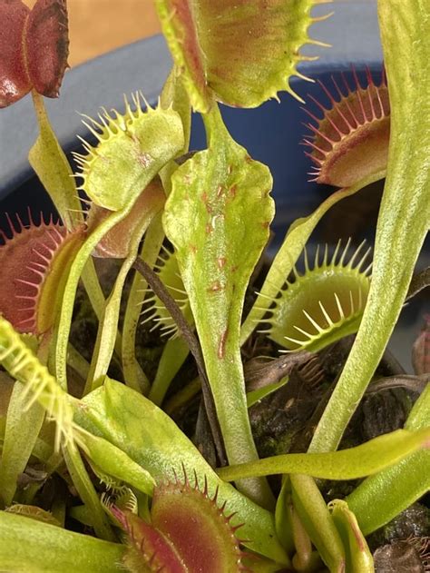 Are Bugs Eating My Plant What Are The Spots Rvenusflytraps