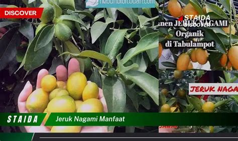 Temukan 7 Rahasia Manfaat Jeruk Nagami Yang Jarang Diketahui