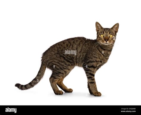 Beautiful Golden Brown Tabby House Cat Standing Side Ways Head Turned
