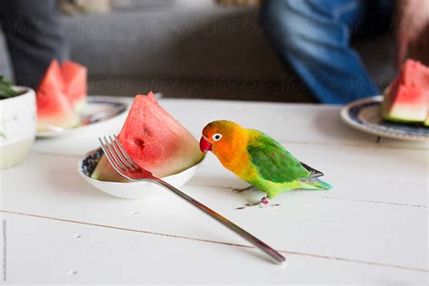 «parrot And Watermelon Del Colaborador De Stocksy «jovana Rikalo