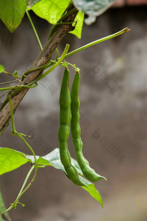 水果和蔬菜的食物豆图片 包图网企业站