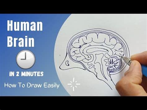 How To Draw Human Brain Step By Step Control Coordination NCERT Class CBSE Biology