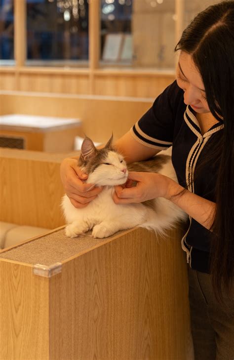 猫カフェ Mochaモカ