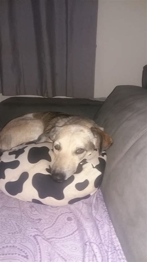 Todo dia cãezinhos projetoMila on Twitter RT caogonhal Vamos