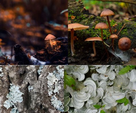 Fungi Phycomycetes Ascomycetes Basidiomycetes Upgrading Biology