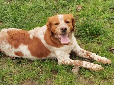 À vendre un chien Épagneul Breton LOF de juillet 2022 Petite