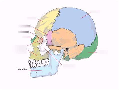 Cranial Vault Bones Structures Of Skull Diagram Quizlet