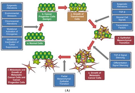 Cancer Development Diagram