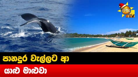 පානදුර වැල්ලට ආ යාළු මාළුවා Hiru News Youtube