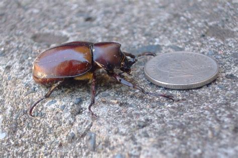 Tiny Beetle Tiny Beetles Beetle