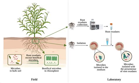 Frontiers | The root signals in rhizospheric inter-organismal communications