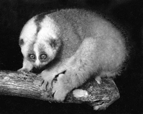 Loriji Hrvatska Enciklopedija