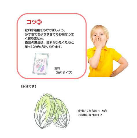 プランターでミニ白菜 家庭園芸向け野菜苗のパナプラス株式会社