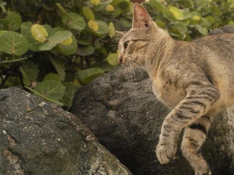 How Much Do Cat Kill