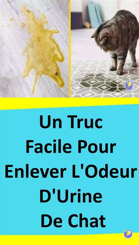 Supprimer lodeur durine de Chat sur le Plancher avec 2 Ingrédients