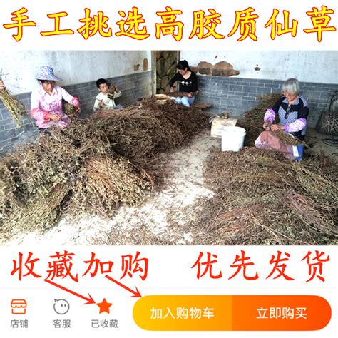 仙草干烧仙草 新鲜草干仙草冻黑凉粉草干烧仙草粉汁正宗仙人草干 小编推荐 WePost 全民代运 马来西亚中国淘宝代运与集运专家