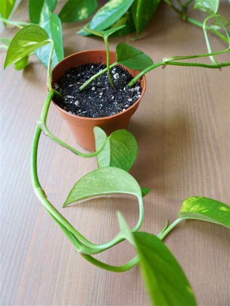 Bouturer votre pothos 3 méthodes Troque Ta Plante Le Blog