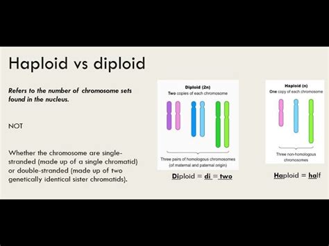 What Is Diploid