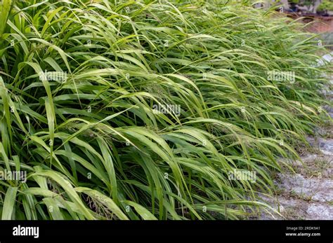Hakonechloa Macra Or Japanese Forest Grass Plants Border Hakone Grass Flowering Plants Stock