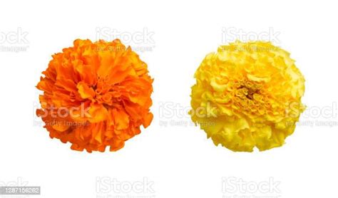 흰색 배경에 고립 된 아름다운 오렌지와 노란색 메리 골드 꽃은 전통적인 기능 퐁달 디왈리 결혼 아유다 푸자 금잔화 온대 식물에 대한 스톡 사진 및 기타 이미지 Istock