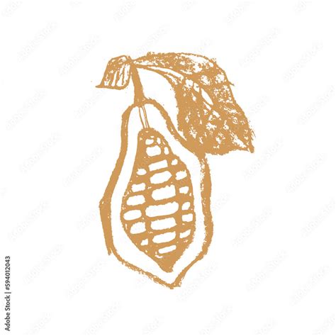 Cocoa Bean Drawing Hand Drawn Sketch Cacao Beans Leaves Of Cocoa Bean