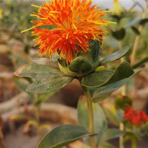 Sajee Khokhar Official