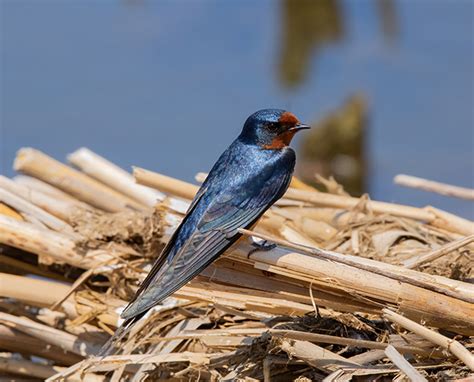 Swifts Swallows Lake Metroparks
