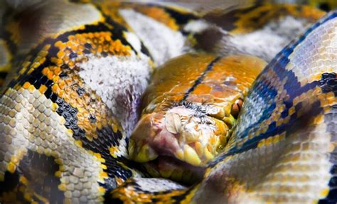 Mastering Reticulated Python Feeding A Comprehensive Guide Exotic