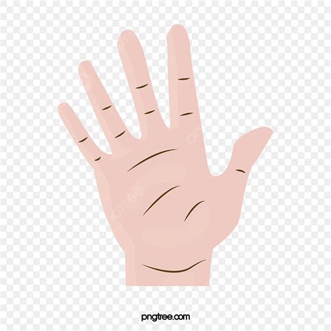 A Mão Aberta PNG Na Palma Da Mão Os Dedos A Mão Imagem PNG e PSD
