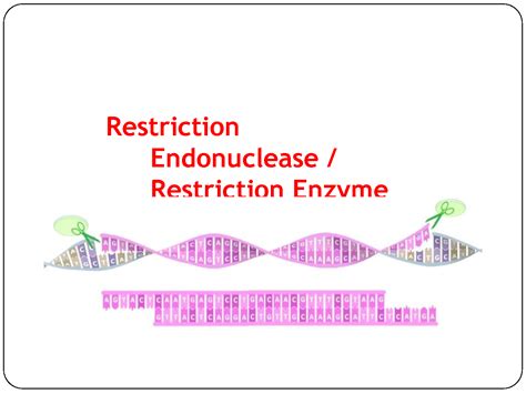 SOLUTION Techniques Involved In Biotechnology How To Solve Problems On Restriction Enzyme