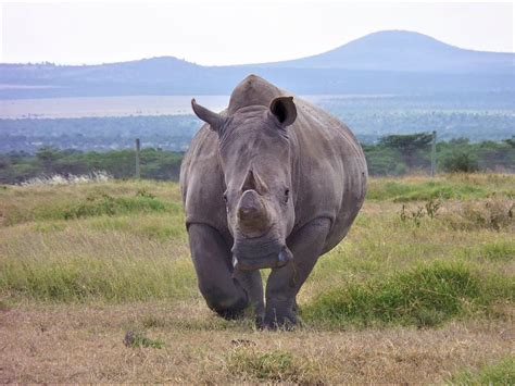 The Northern White Rhinos Last Hope Sciences Role In Conservation