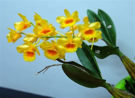 Orchid That Smells Like Honey From The Mountians In Chin State