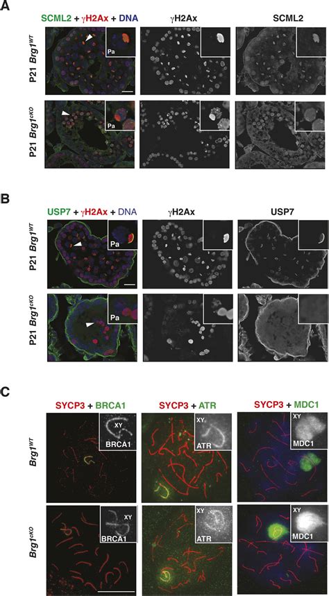 Brg1 Influences The Localization Of Scml2 To The Sex Body Ab P21