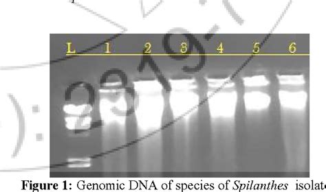 Figure 1 From Optimization Of Dna Isolation And Pcr Protocol For Issr Analysis Of Species Of