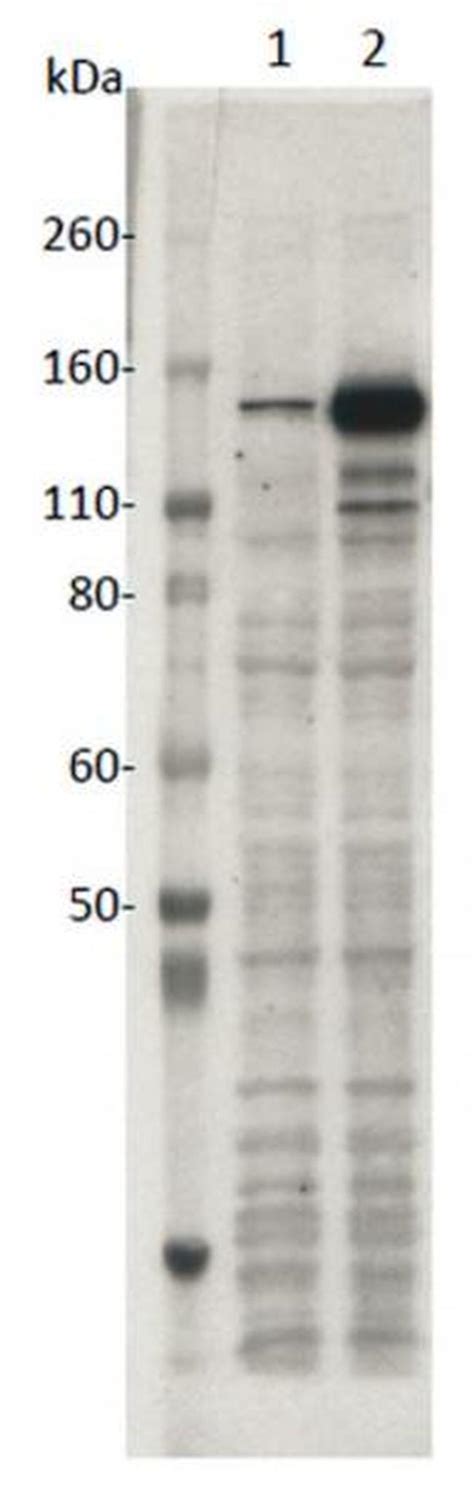 Sacas9 Monoclonal Antibody 11e7 61787