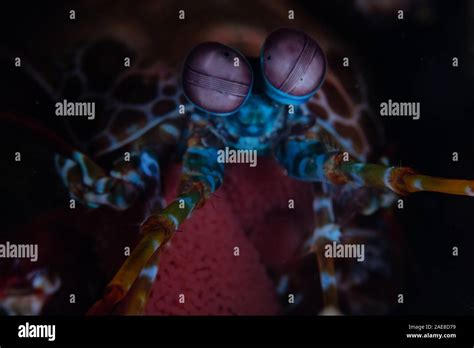 A Peacock Mantis Shrimp Odontodactylus Scyllarus Guards Her Eggs On A