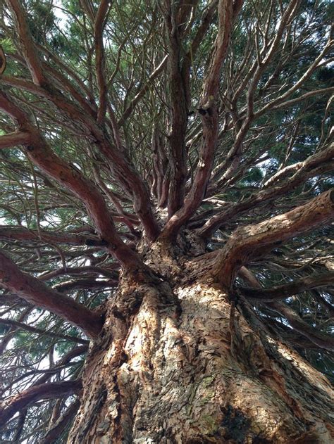 The Spine Of A Beautiful Tree Tree Beautiful Tree Beautiful