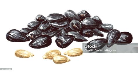 해바라기 검은 색과 껍질을 벗긴 씨앗 흰색 배경에 고립 된 손으로 그린 수채화 그림 0명에 대한 스톡 벡터 아트 및 기타 이미지 0명 건강관리와 의술 건강한 생활방식