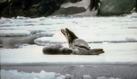 Leopard Seals Sex Life Almost Revealed Polar Journal