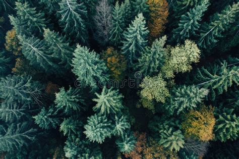 Aerial View Of Group Of Trees Stock Illustration Illustration Of