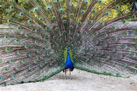 Premium Photo Closeup Of Peacock Or Blue Peafowl With Its Spread Wings