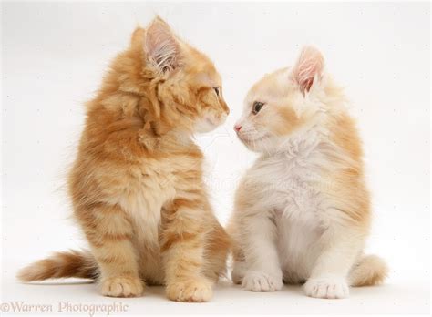 Ginger Maine Coon Kittens Photo Wp30528