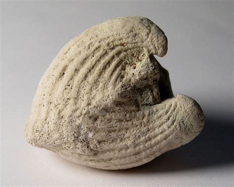 Pelecypod 10 Cochise College Geology