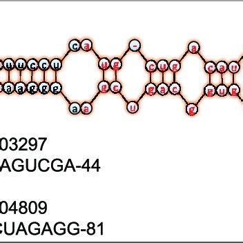 Complete Sequence Of MiRNA A Stem Loop Sequence Of MiRNA And Download Scientific