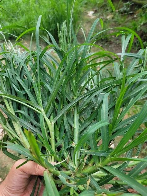 The Health Benefits Of Goosegrass In Traditional Medicine