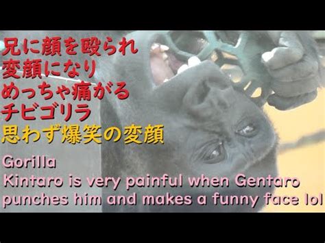 キンタロウゲンに顔を殴られて変な顔になりめっちゃ痛がる痛がる姿がとても面白いチビニシゴリラ京都市動物園 公開 YouTube
