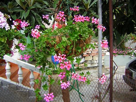 Pelargonium peltatum | Пеларгония плющевидная или плющелистн ...