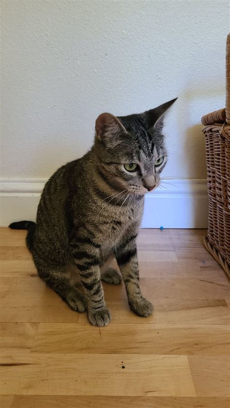 I Got A Kitty How Have I Been Living In A Cottage All This Time