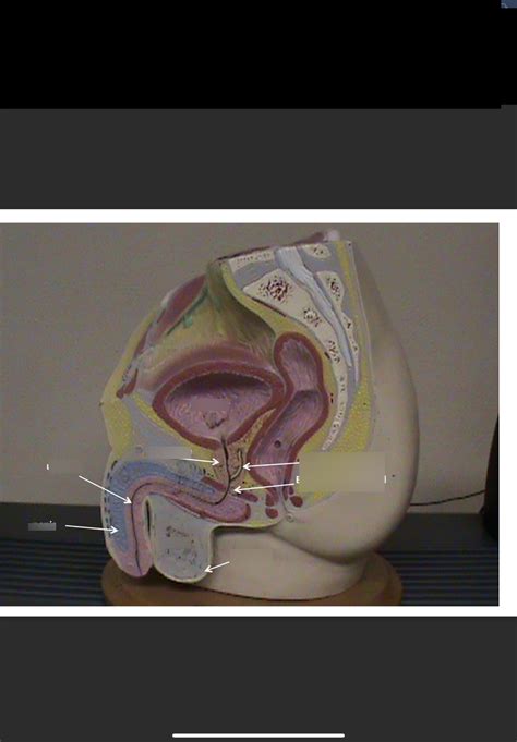 Male Reproductive Example Diagram Quizlet