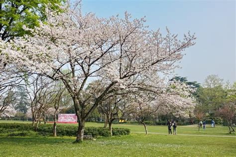 玄武春色季櫻洲百花時 每日頭條